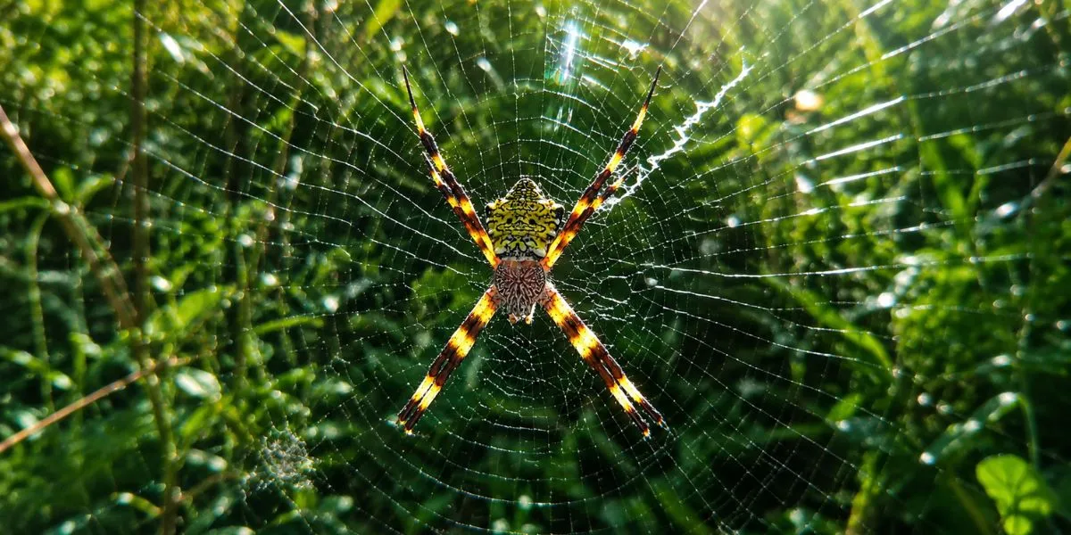 Himalayan happy-face spider found in India