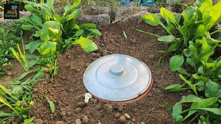 I started burying old terracotta pots in my garden and the soil ...