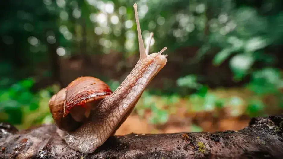 Jediná lžíce stačí k vítězství: Tenhle bleskový postřik vyžene šneky ze ...