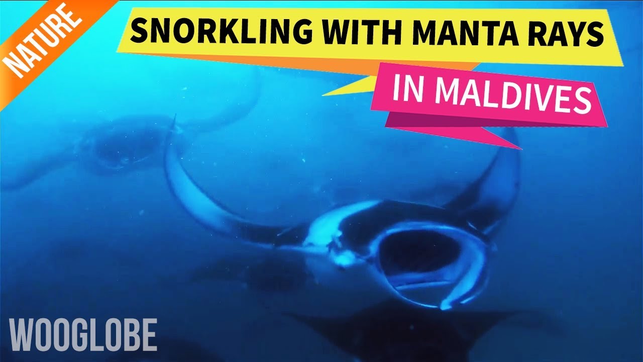'Massive group of manta rays swimming in a heavenly lagoon in Maldives'