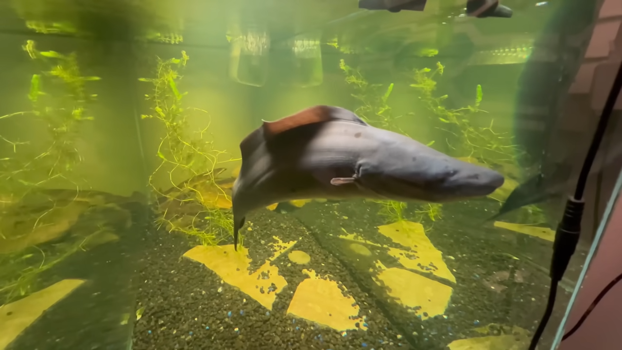 They thought it was just a pond until prehistoric fish started ...