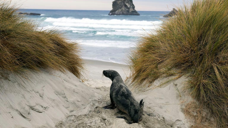 Surf competition halted after unknown sea creature bites photographer ...