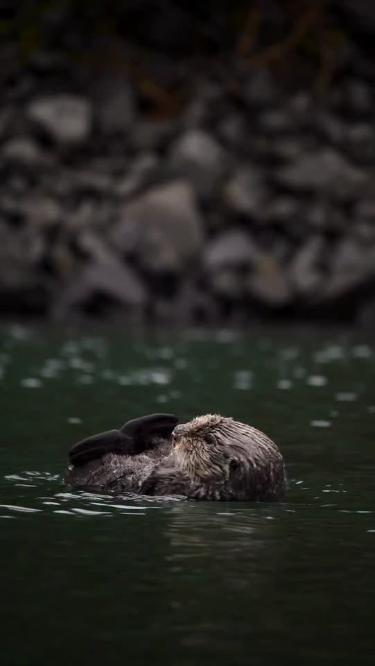 Adorable otter caught grooming in calm Alaskan waters