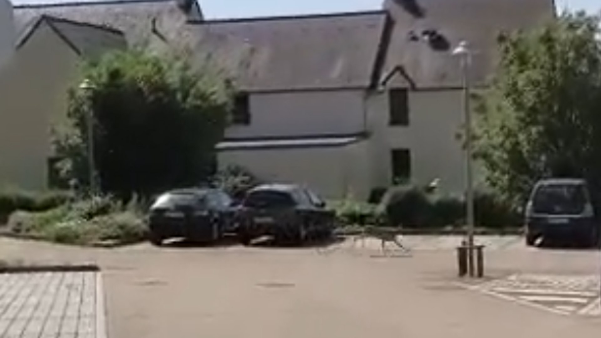 Chevreuil en divagation Fougères
