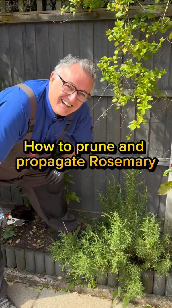How to prune and propagate rosemary