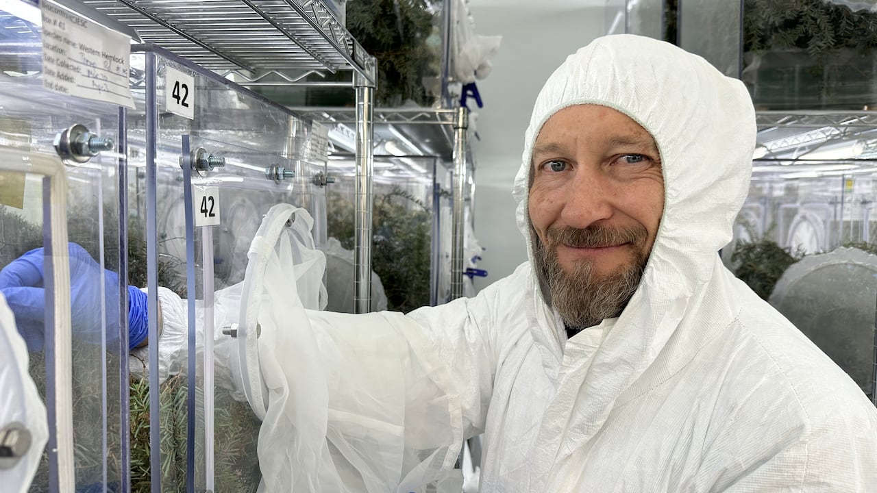 Biocontrol facility takes aim at invasive insect threatening forest