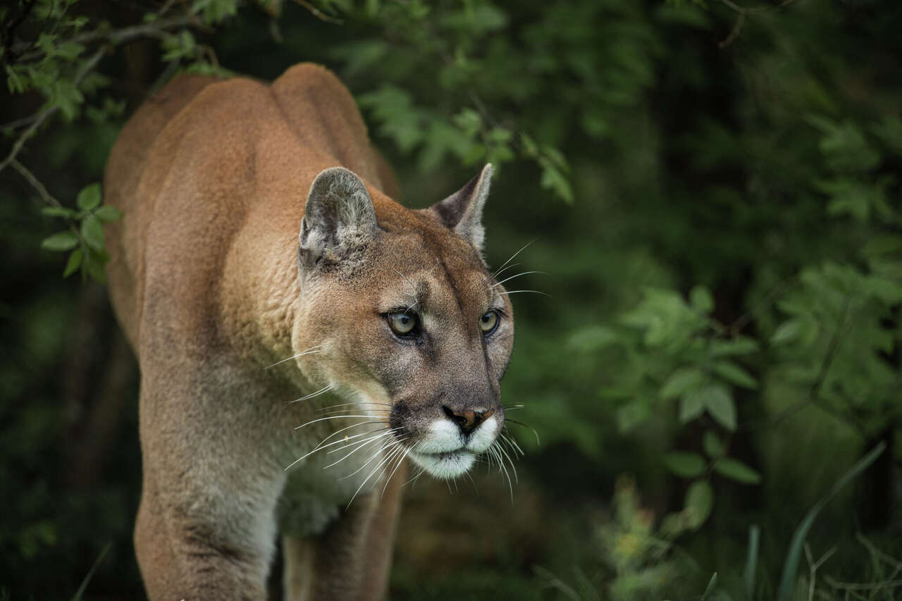 Beware, Davis cyclists: A mountain lion was sighted on a popular path