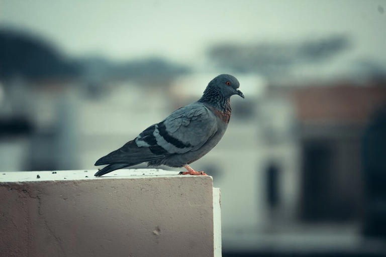 Con estas tres plantas de exterior podrás alejar a las palomas de tu ...