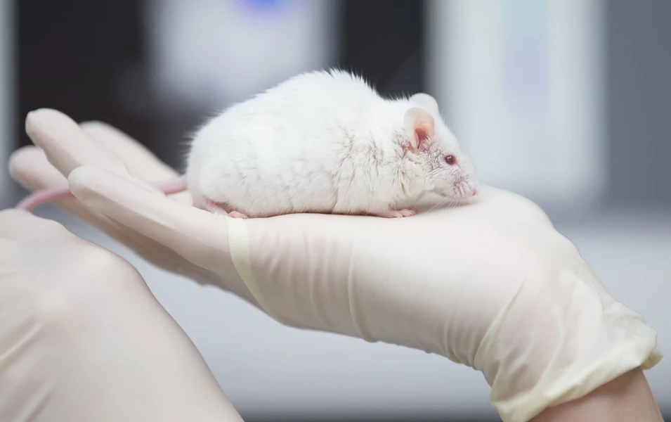 Gene editing corrects epilepsy mutations in mice, boosting survival