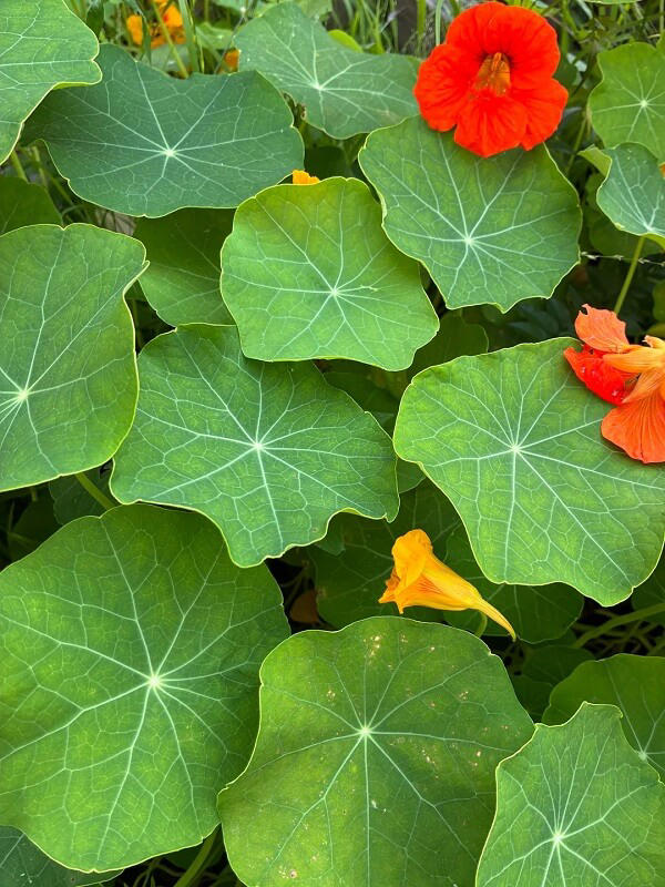 Gardener gets answer after fearing backyard flower may be a dangerous ...