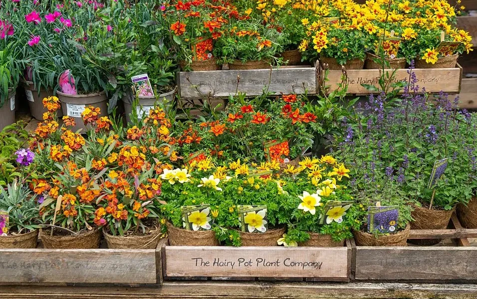 Experts list best flowers to brighten small gardens this spring