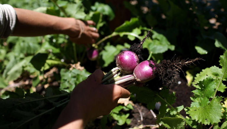 The best beginner-friendly plants and vegetables to start planting in ...