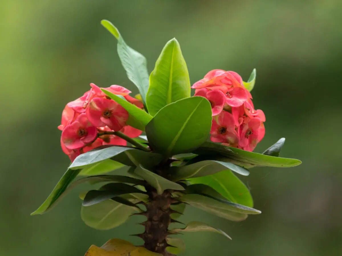 7 low-maintenance flowering plants perfect for balconies