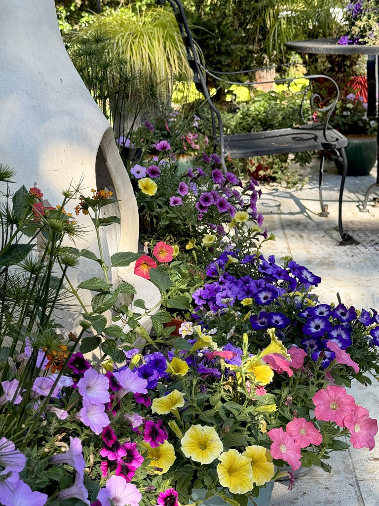 On gardening: Flora, fauna and fragrance with Supertunia petunias