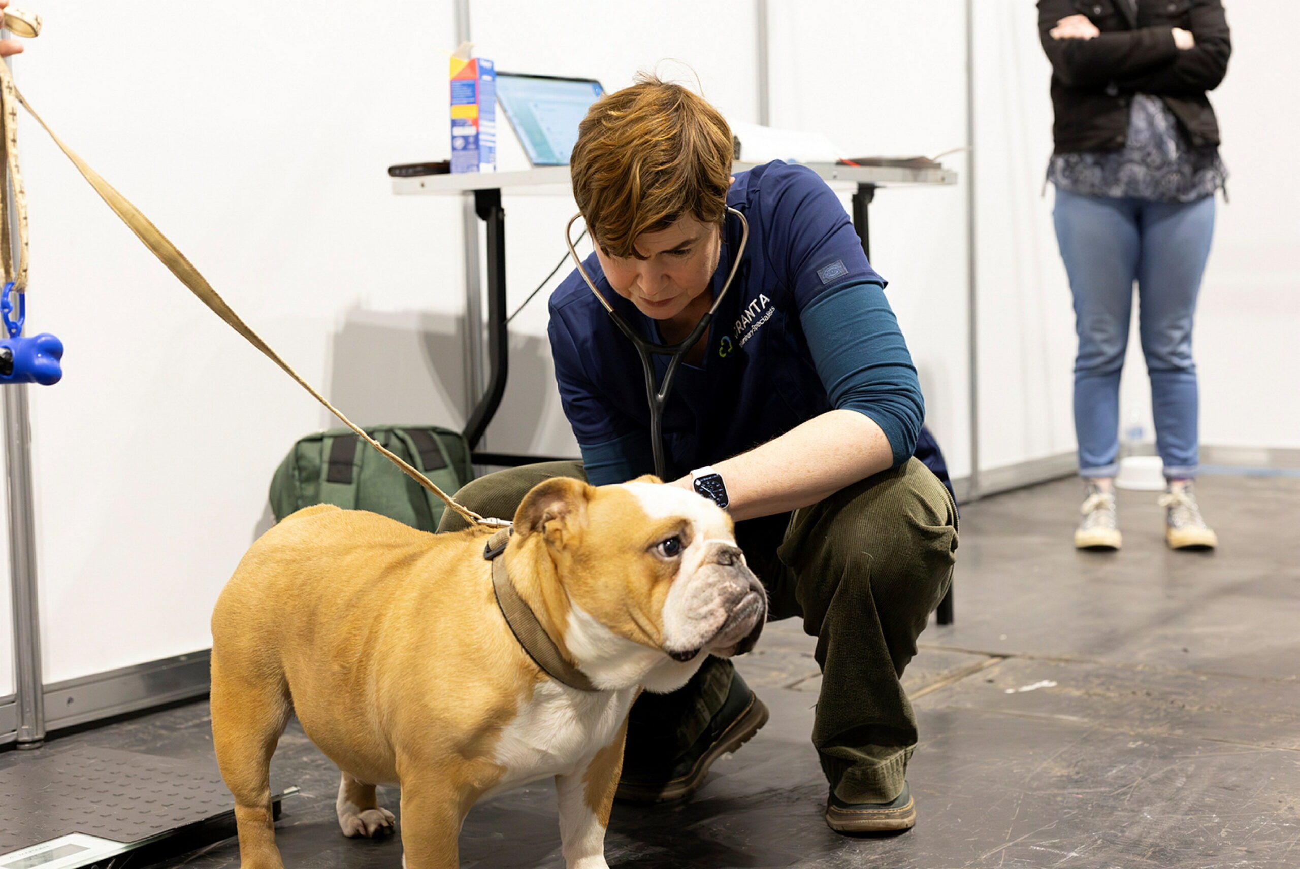 More selective breeding may protect bulldogs from deadly breathing ...