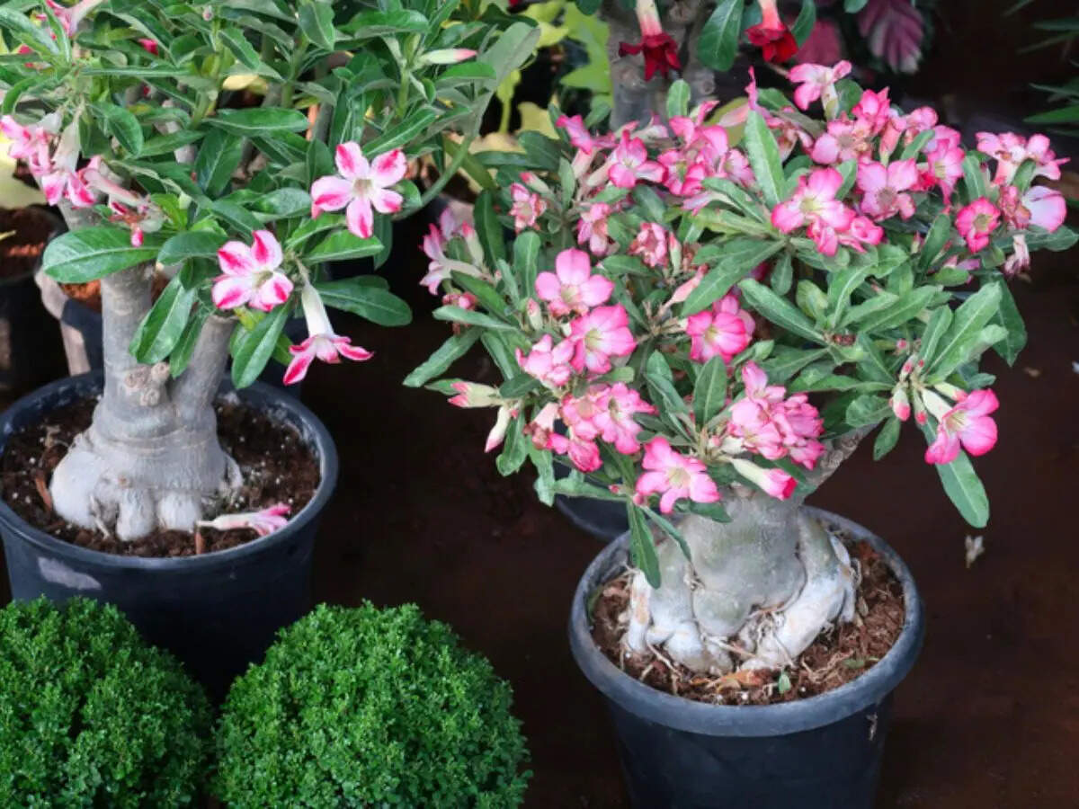 7 low-maintenance flowering plants perfect for balconies
