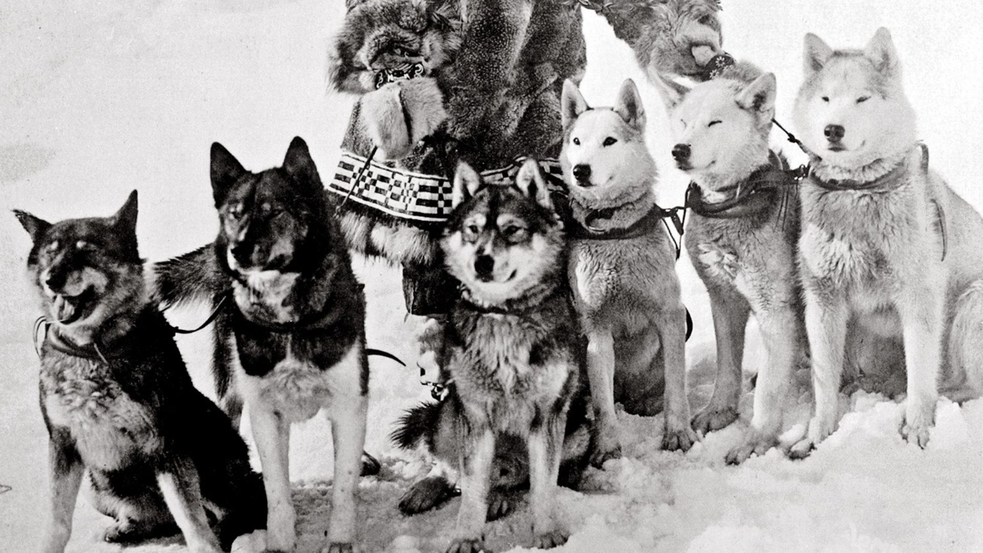20 animal heroes who changed human history