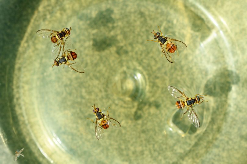 Bowl filled with two cheap ingredients will wipe out fruit flies