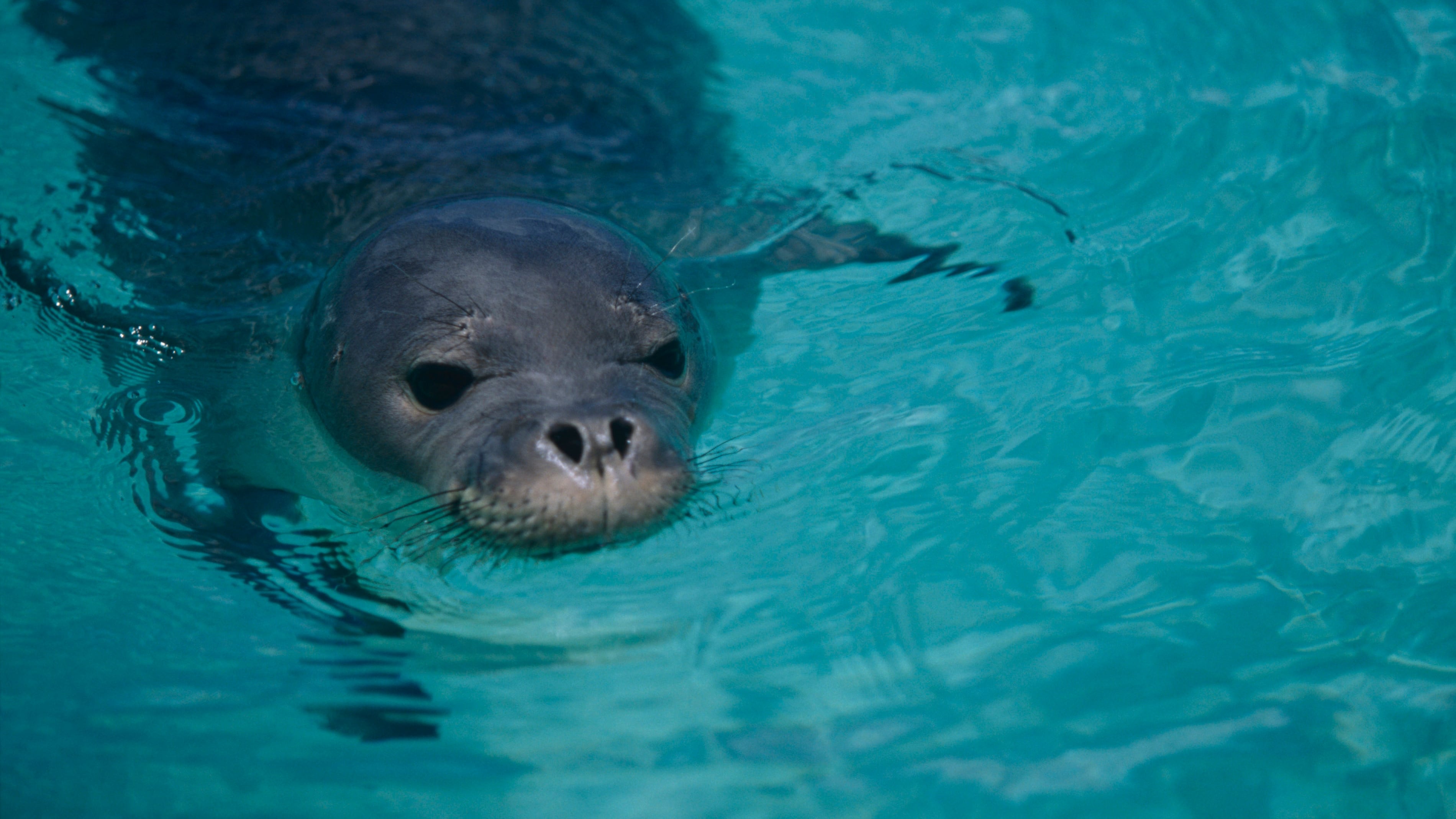 Tourist busted after shocking attack on endangered seal caught on camera