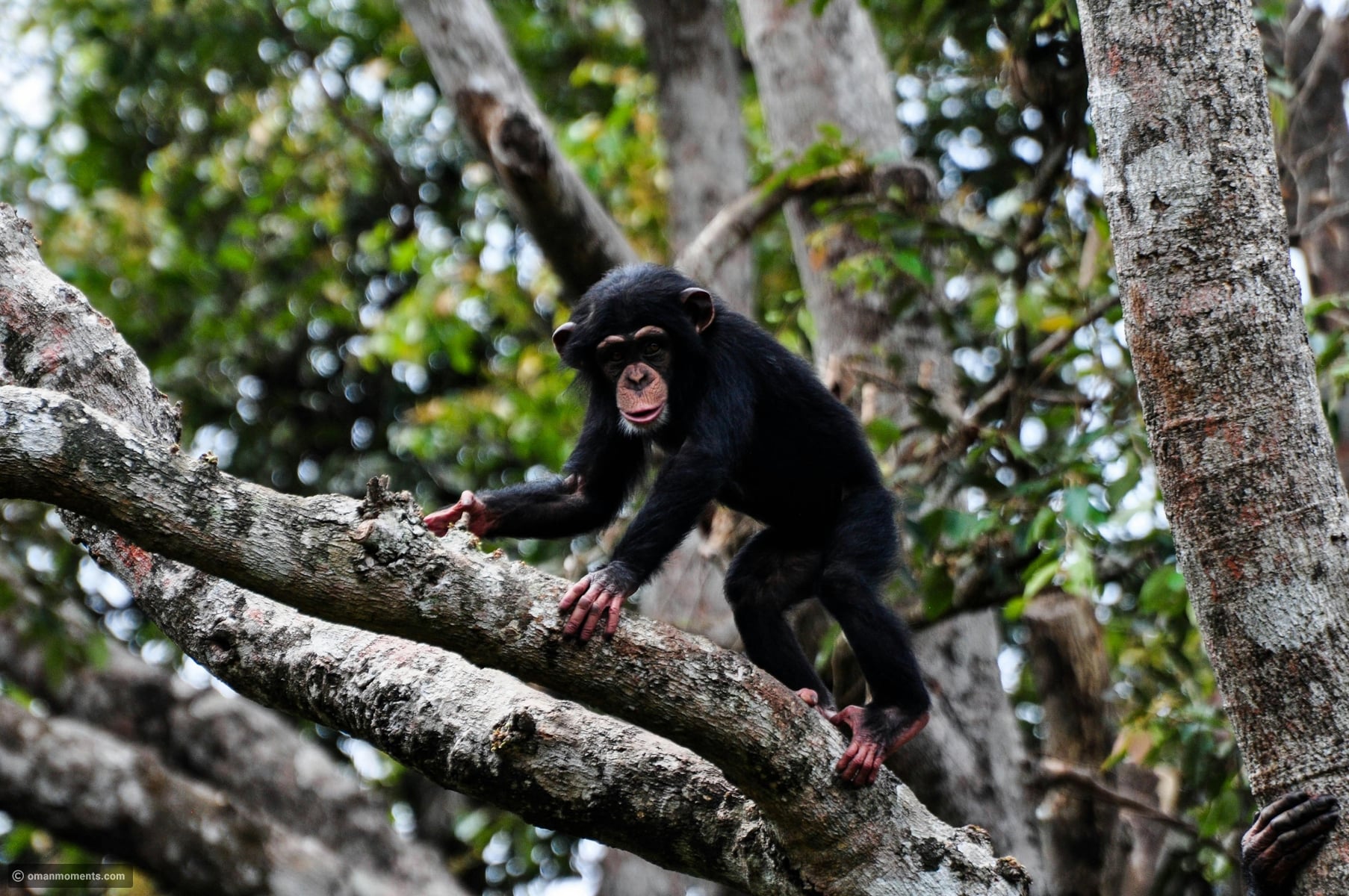8 animals that laugh, giggle, and chuckle just like humans