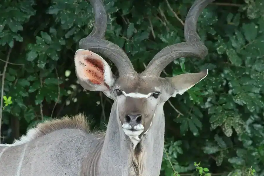 Conoce el animal considerado el más bello del mundo