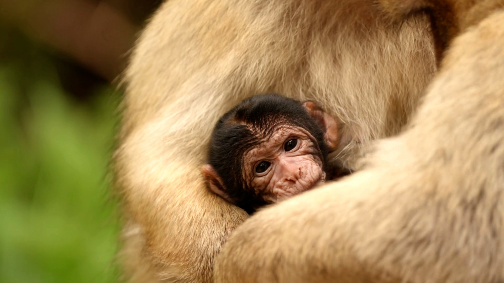 Four baby Barbary macaques are born in treetops at Monkey Forest