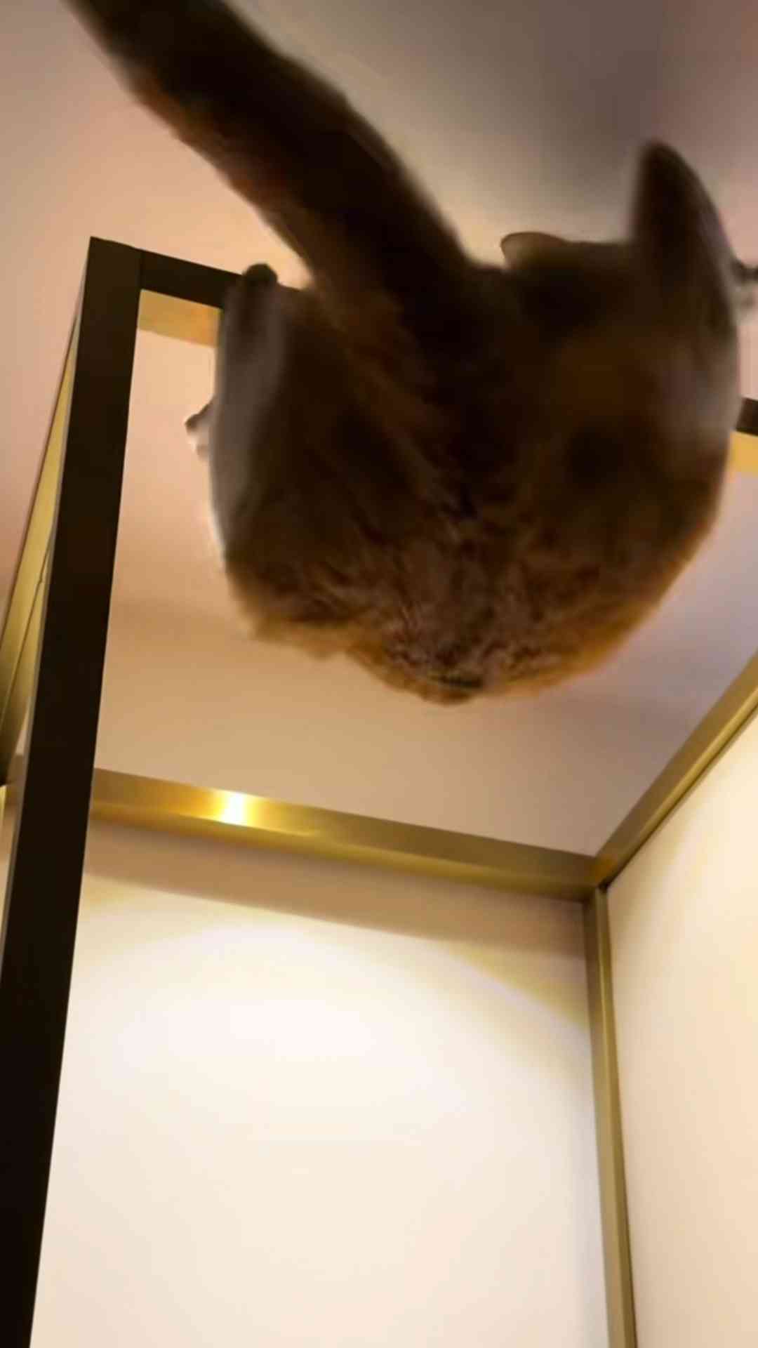 POV your cat’s software just crashed