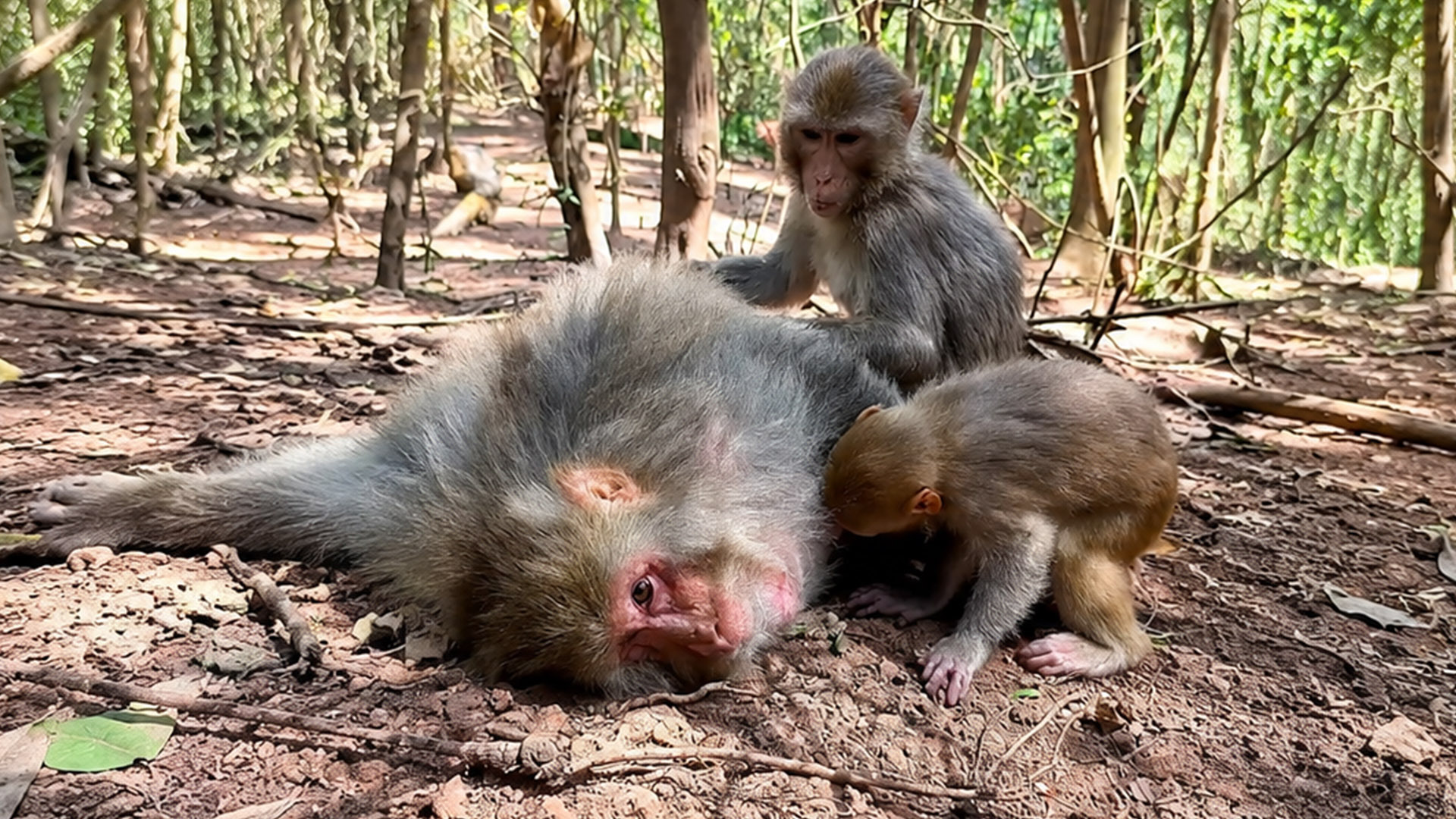The baby monkey continues playing around while mother stays patient