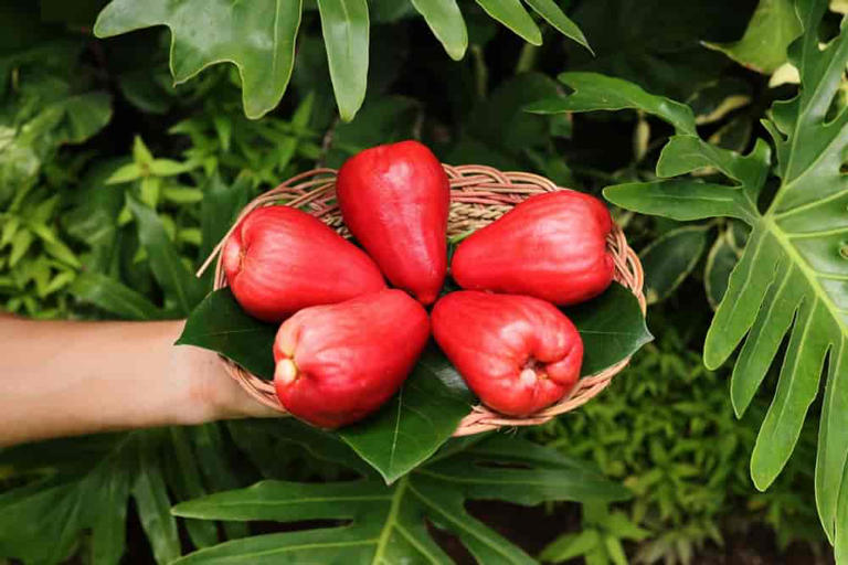 Benefits of water apple that make it perfect for summer