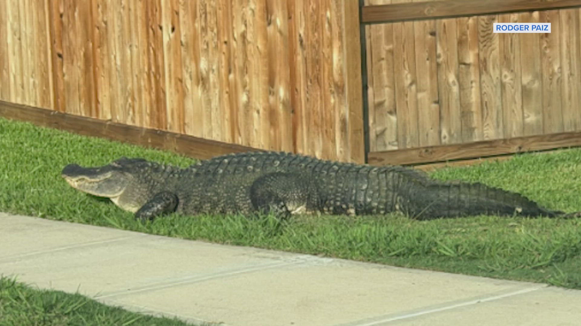 Massive Fort Bend County gator captured and relocated