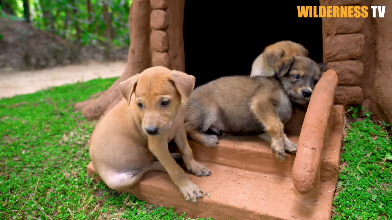 Watch hungry little puppies explore their new safe tree house shelter