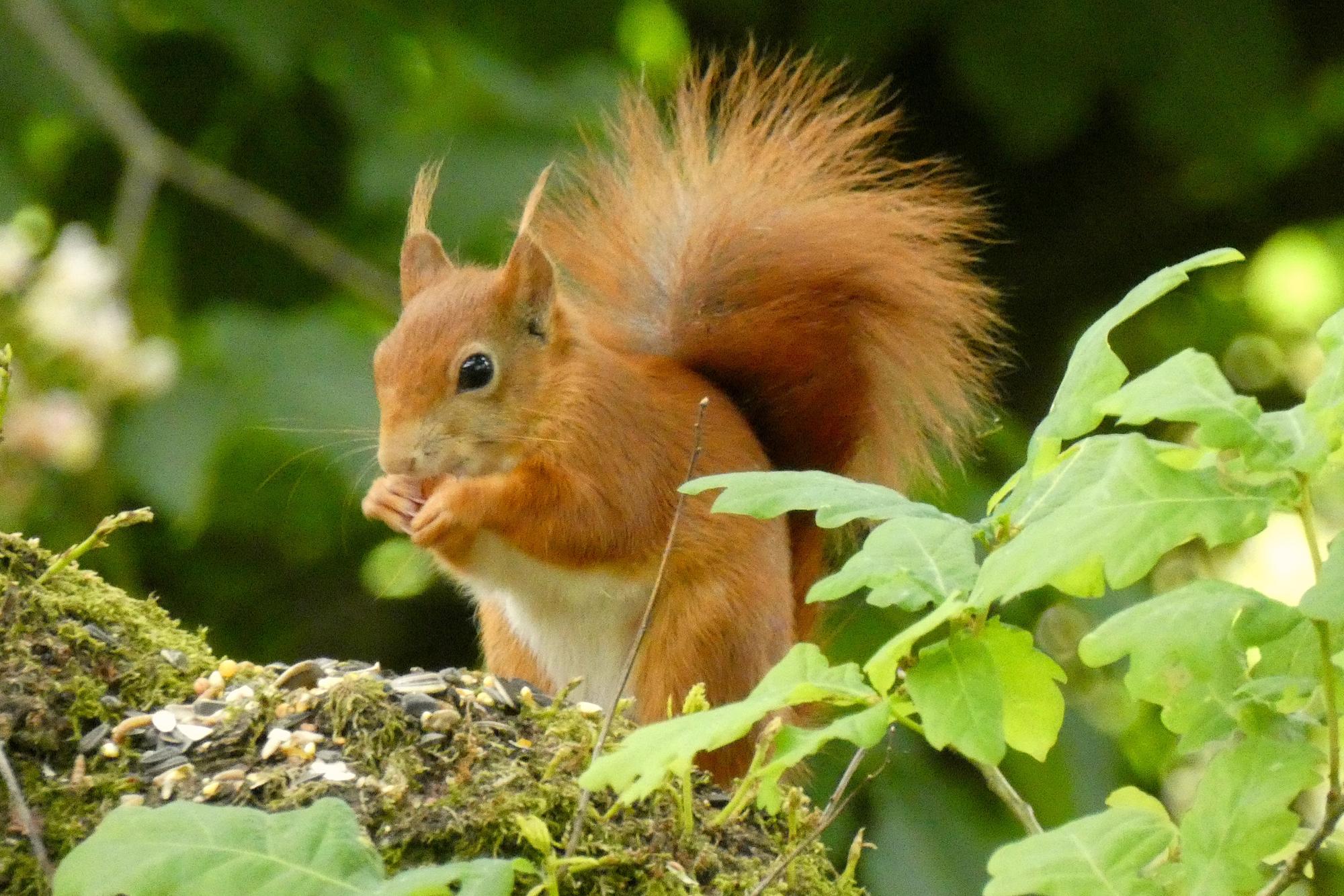 Castle Howard Arboretum 'thrilled' to welcome new addition to Red ...