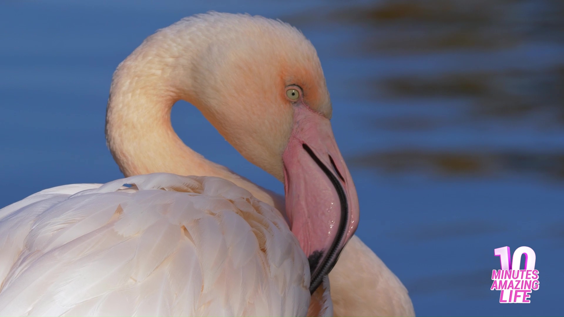 Rare close up reveals beautiful details of flamingo feathers
