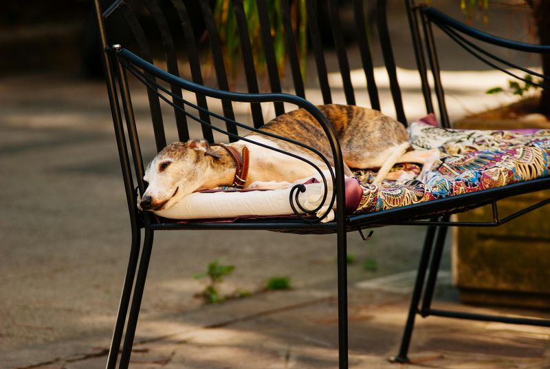 11 low-drama dog breeds that bring calm instead of constant stress