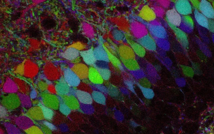 Mouse brain study overturns decades-old 'blank slate' theory