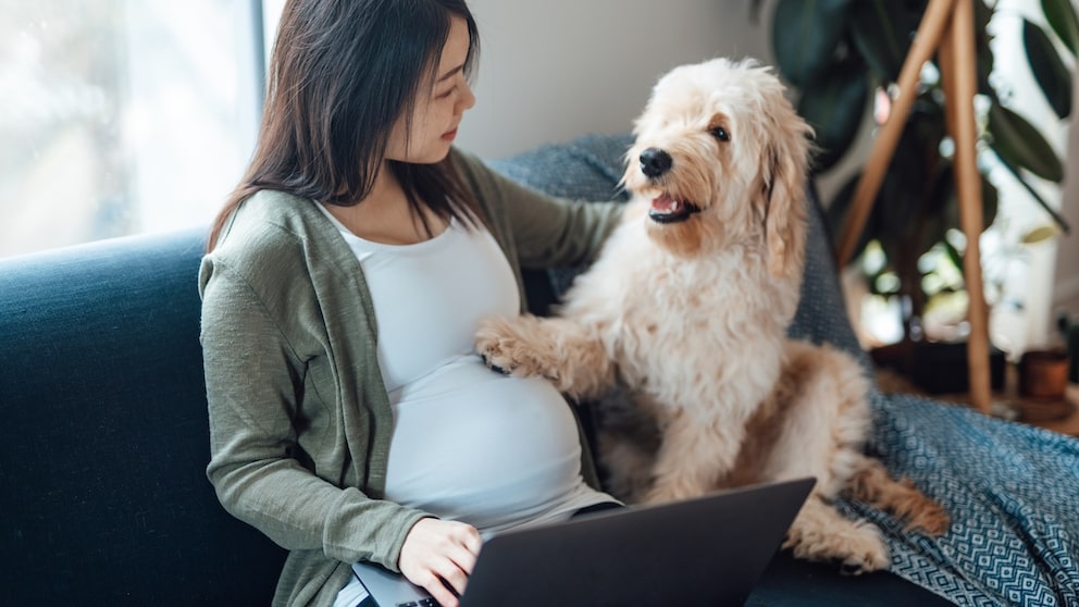 Does my dog know when I’m pregnant?