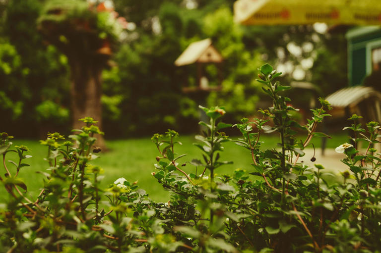 Gardening expert reveals common household item vital for watering your ...