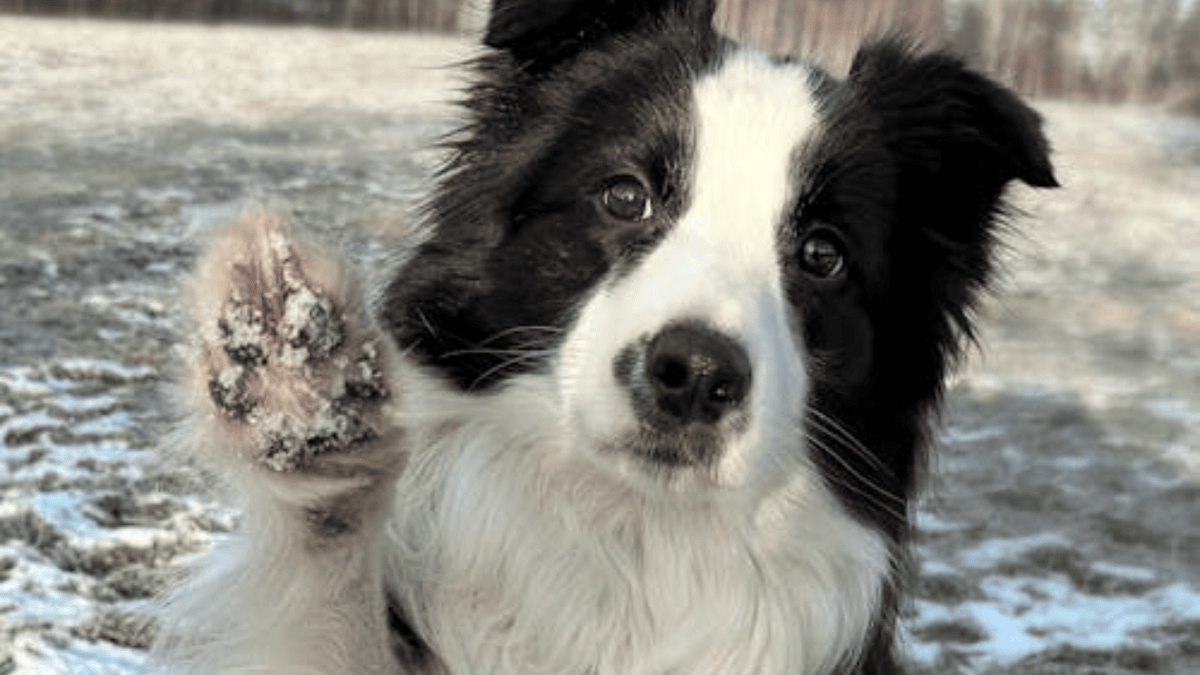 8 habits that make your dog happier without you noticing (and why he ...