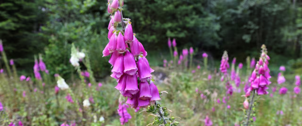 Pas op voor deze 10 giftige planten – zo herken je ze!