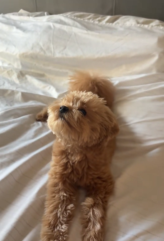 Pomapoo puppy moments that show playful and heartwarming dog behavior