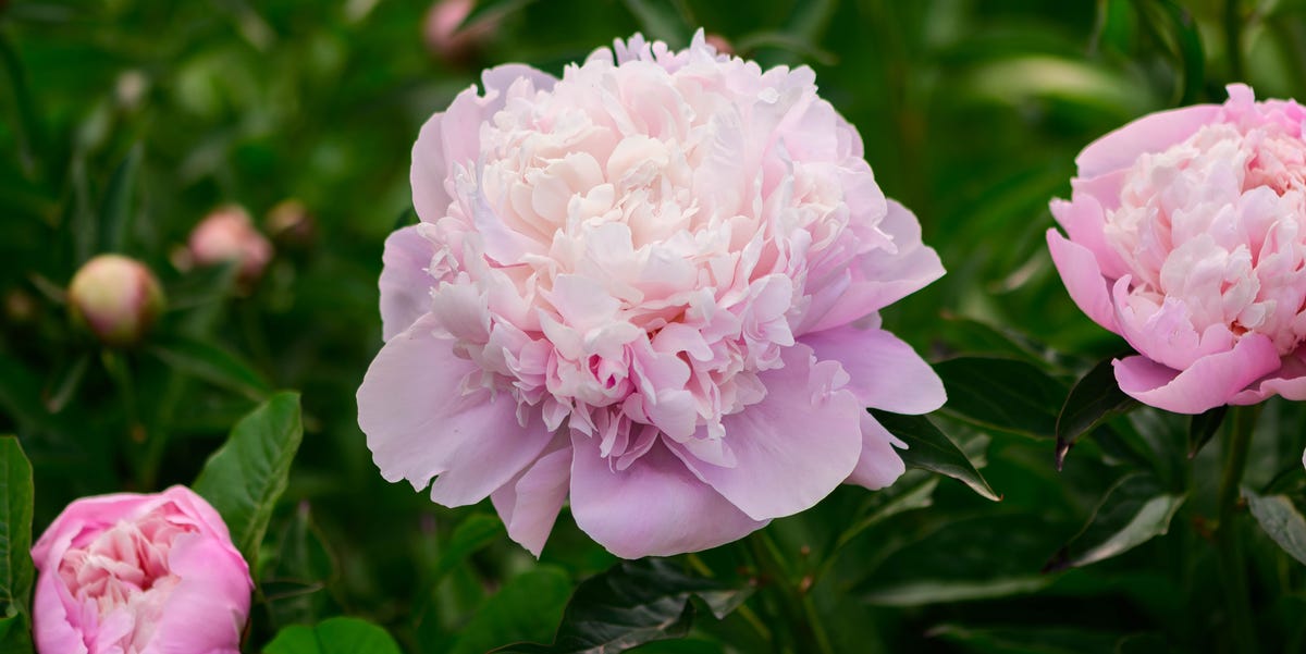 Deadheading peonies: The common May mistake that can affect next year’s ...