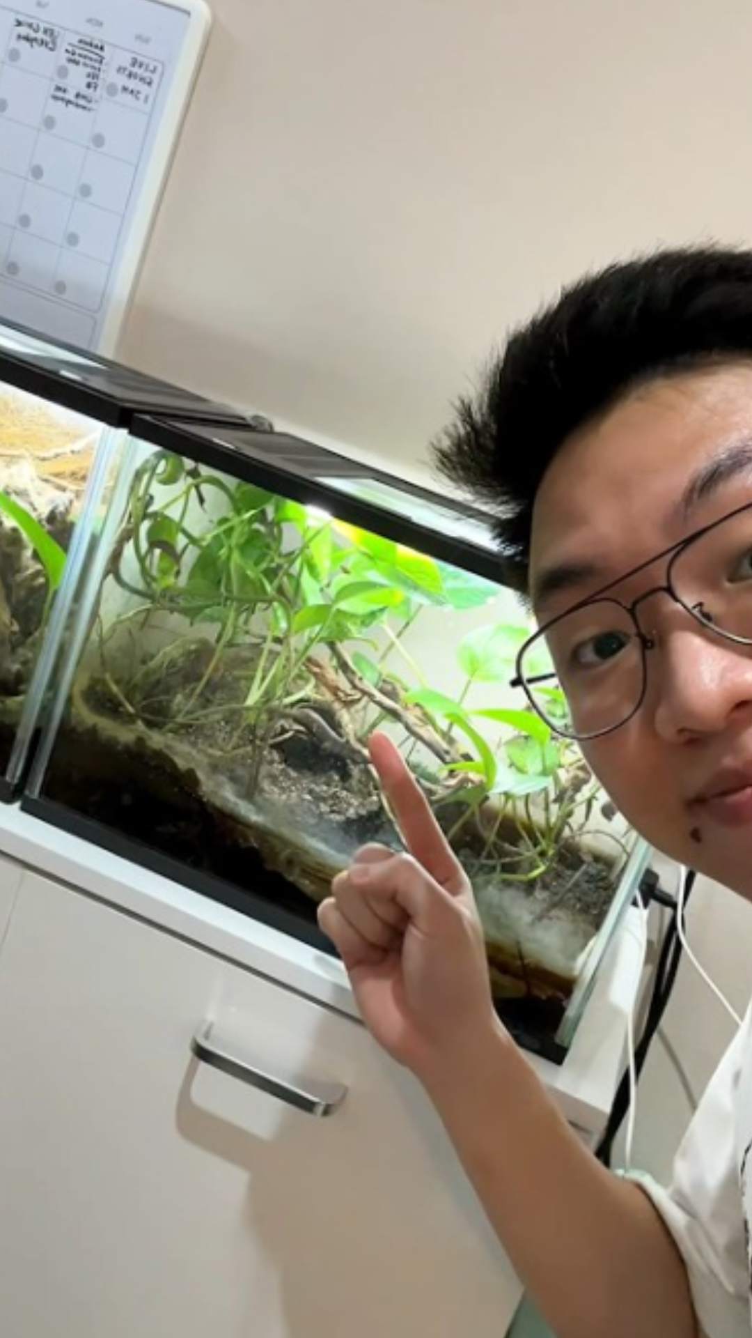 Bagaimana katak ramah ini menikmati interaksi dengan manusia