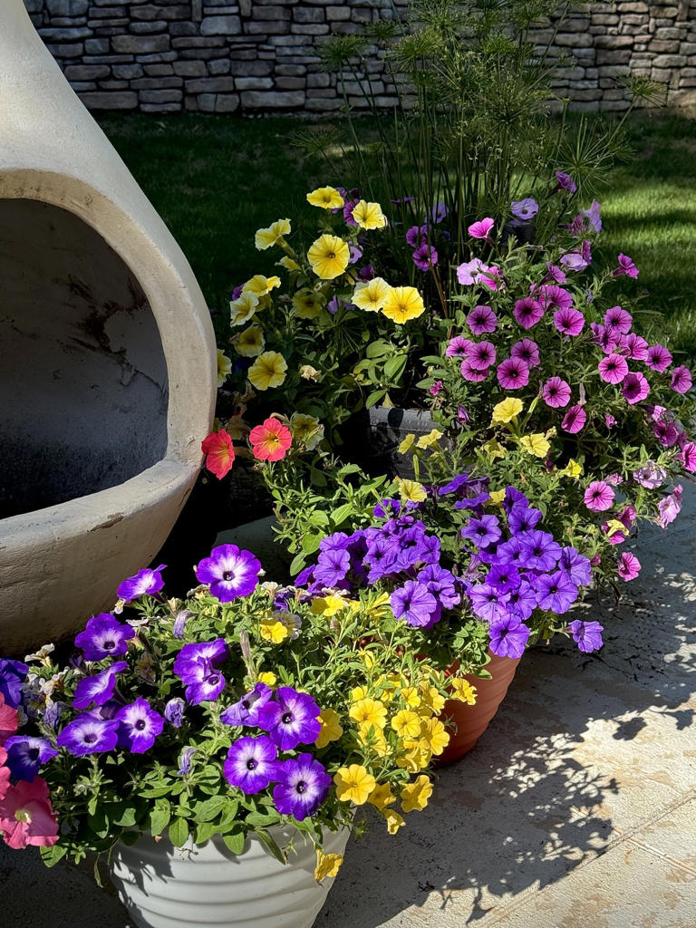 On gardening: Flora, fauna and fragrance with Supertunia petunias