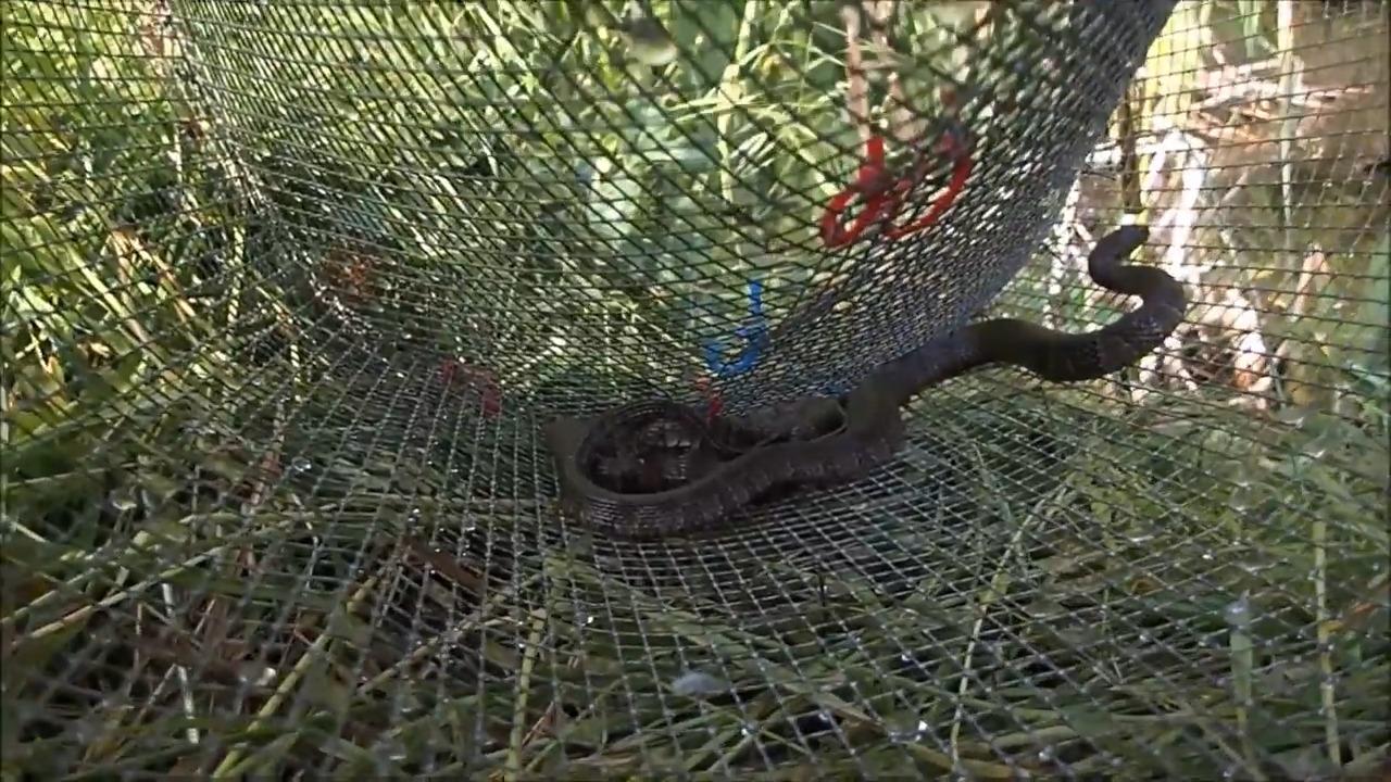 He thought the trap was mostly empty - then two water snakes proved him ...