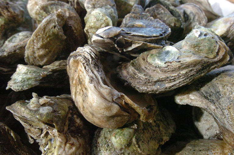 As the weather warms, so can challenges for NC's shellfish farmers