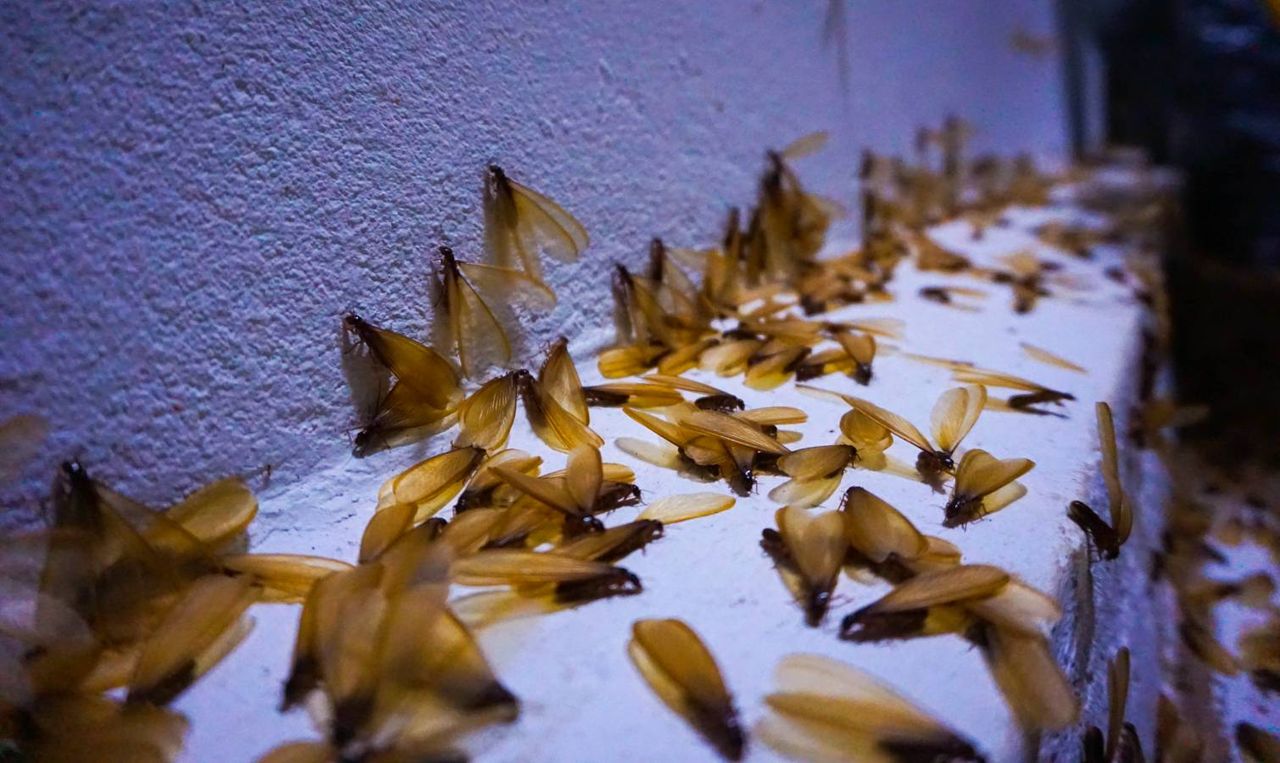 Flying termites invading your home? Here's how to get rid of them fast
