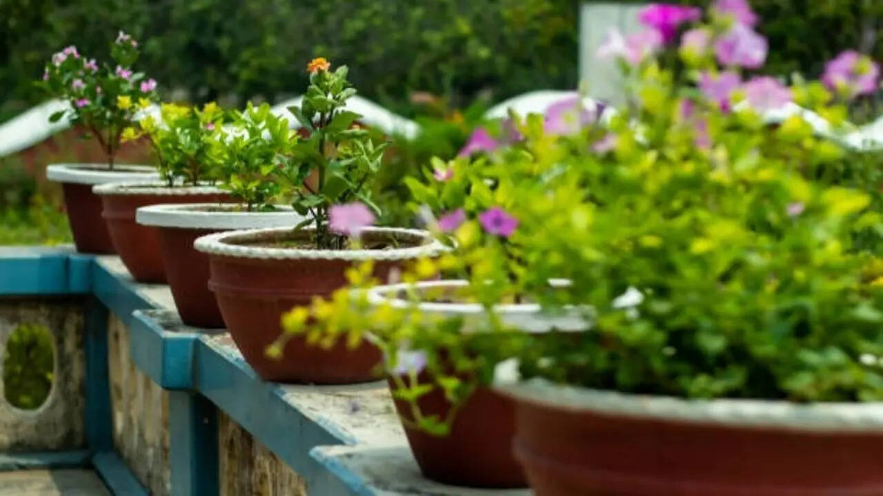 Plants that lower terrace temperature naturally during Indian summers