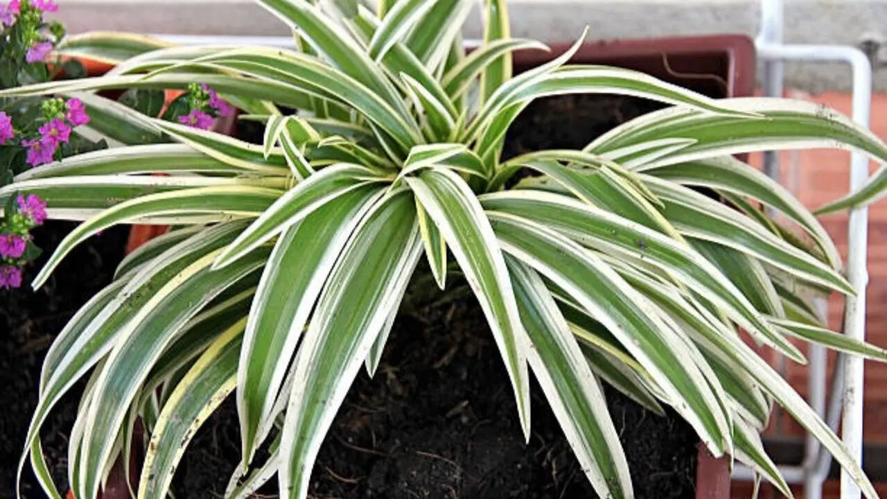 Plants that lower terrace temperature naturally during Indian summers
