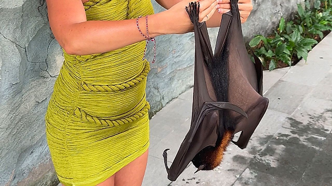 Riesige Flügelspannweite: Frau hält Flughund in Zoo auf Bali