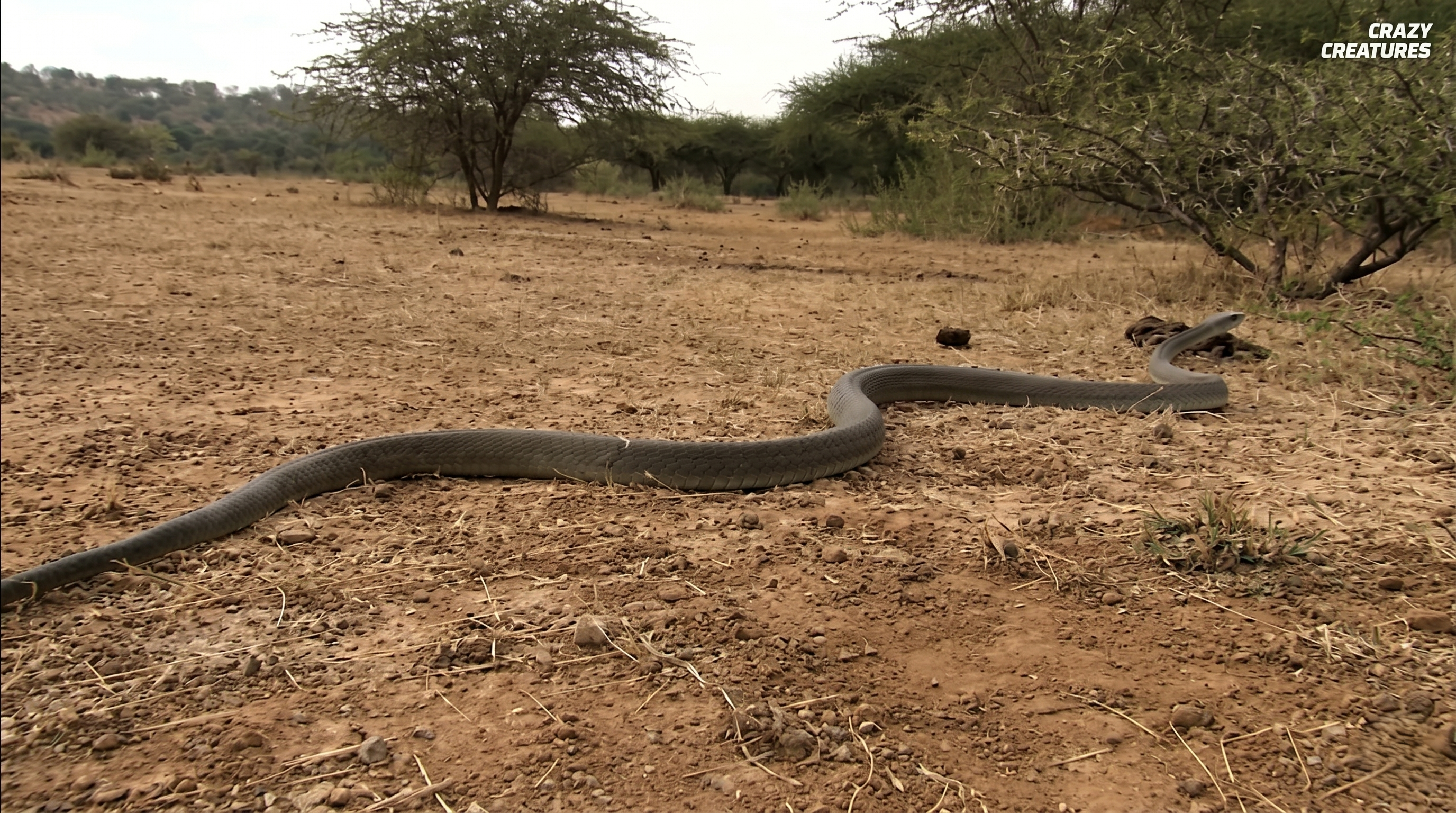 Watch what happens when a black mamba delivers enough venom to kill 14 ...